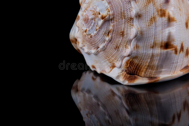 Seashell and Reflection with Ocean, Wave and Seascape Stock Photo ...