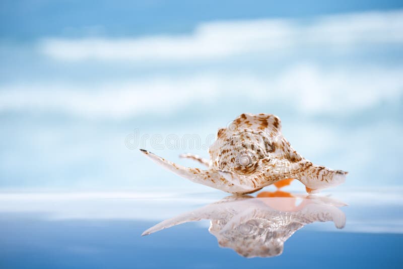 Seashell and Reflection with Ocean, Wave and Seascape Stock Photo ...