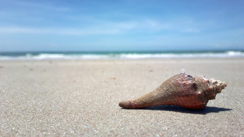 The Seashell Rest on the Sand Stock Photo - Image of seashell, rest ...