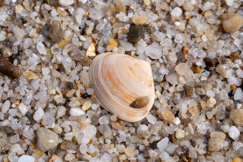 Seashell Resting on Gravel with Rocks and Stones in the Background ...