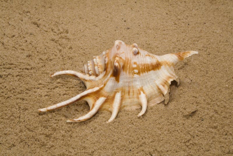 River Shell Isolated on White Background Stock Photo - Image of design ...