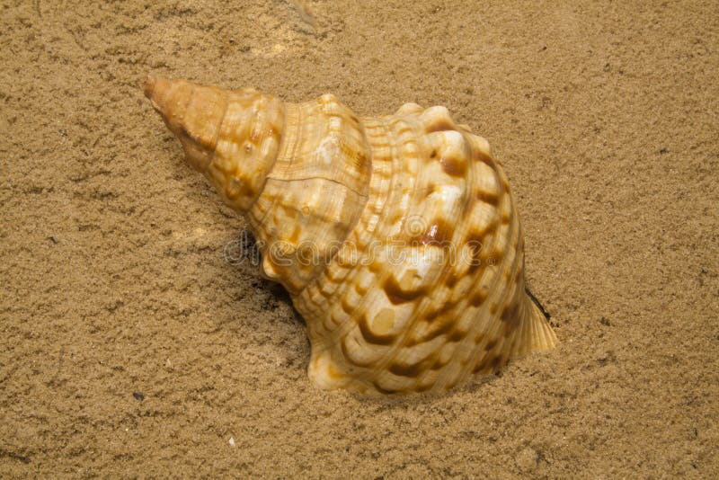 River Shell Isolated on White Background Stock Photo - Image of design ...