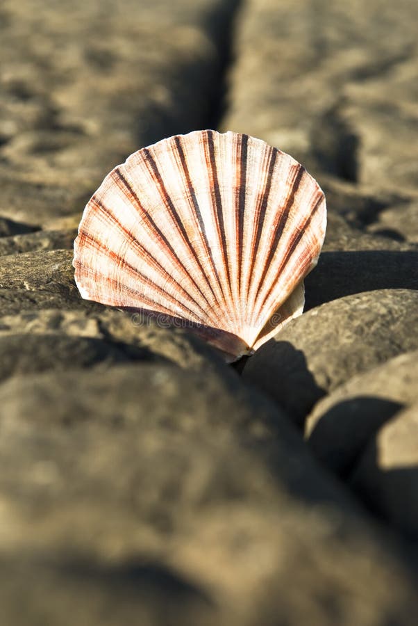 Seashell on rock stock image. Image of copyspace, outdoors - 13524927