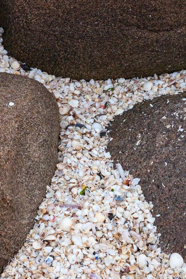 Seashell between the rocks stock image. Image of lying - 74221623