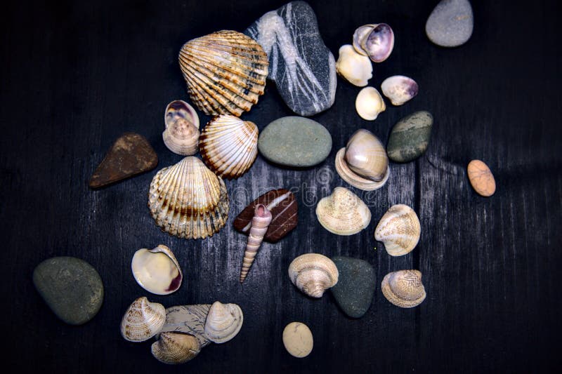 Seashell and Rocks on a Black Surface Stock Image - Image of atlantic ...