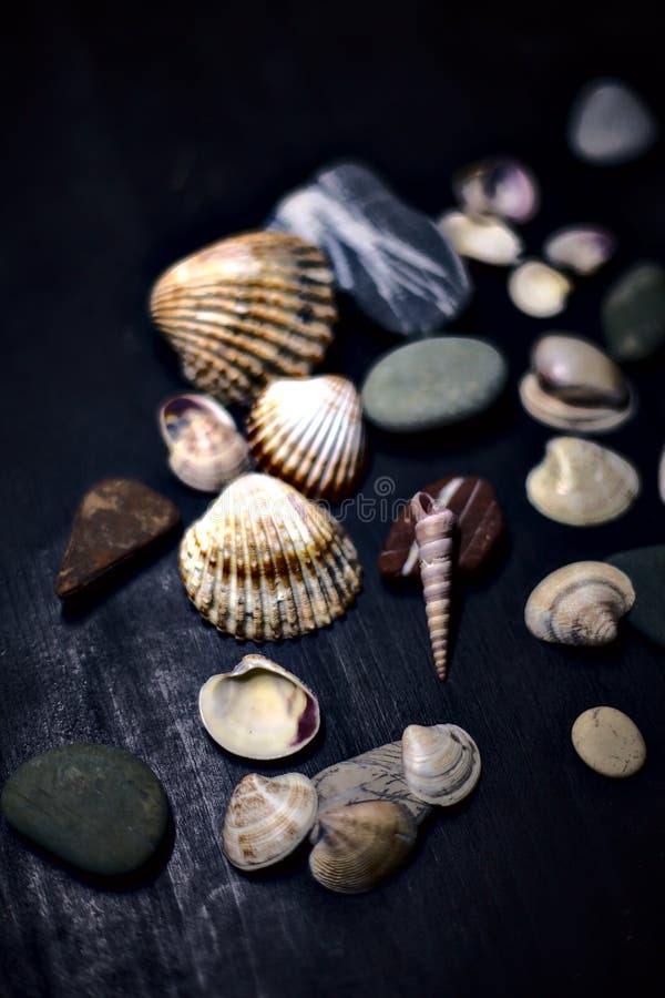 Seashell and Rocks on a Black Surface Stock Photo - Image of antilles ...