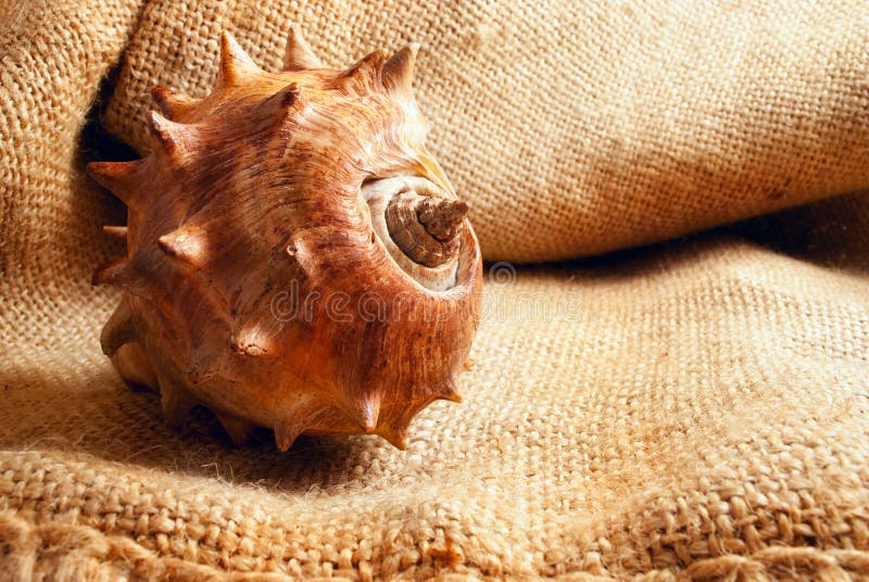 Seashell on sack. stock image. Image of spiked, shell - 66205089
