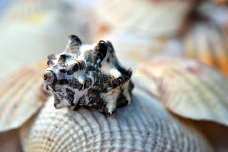 Seashell - Sacred Geometry stock image. Image of background - 45280961 Seashell - Sacred Geometry stock image. Image of background - 45280961