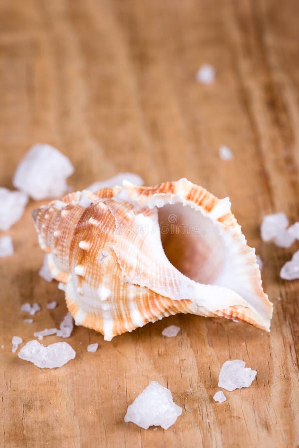 Seashell and salt stock photo. Image of essence, health - 15835312