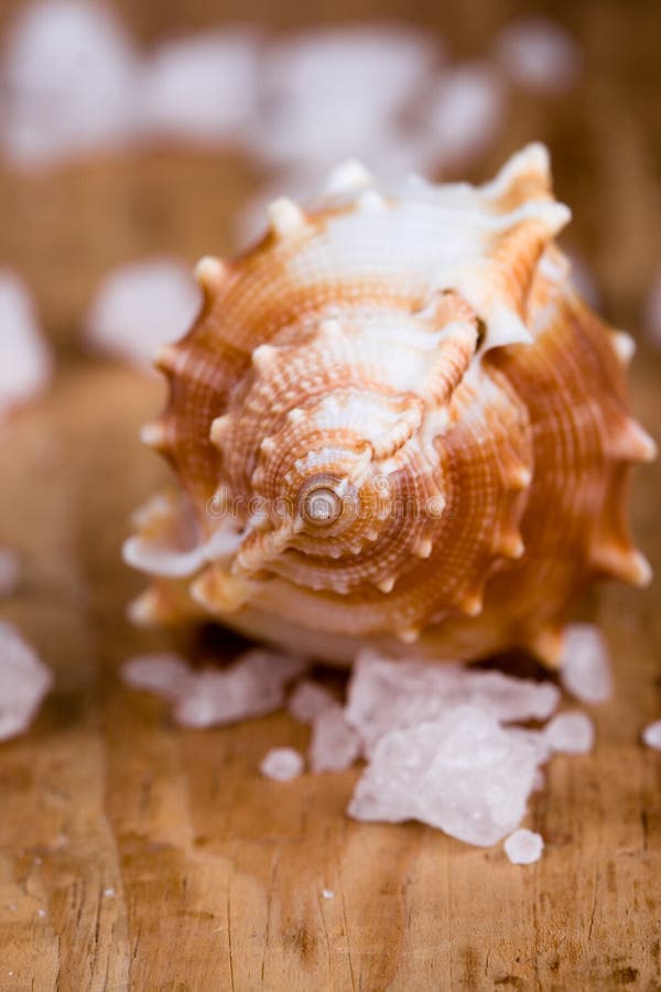 Seashell and salt stock photo. Image of salt, essence - 15835920