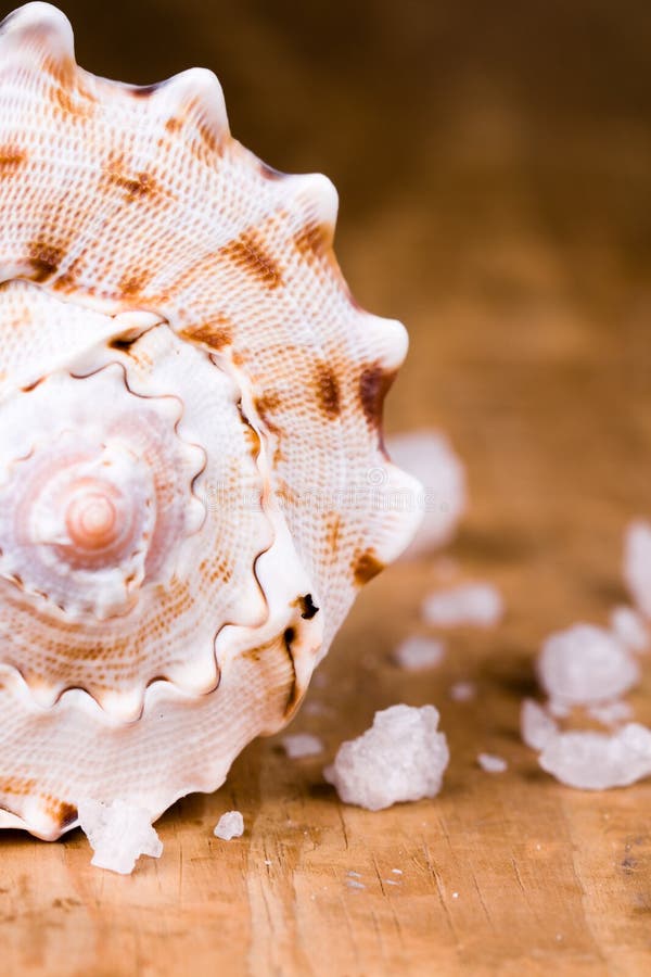 Seashell and salt stock photo. Image of cleaning, aroma - 15849672