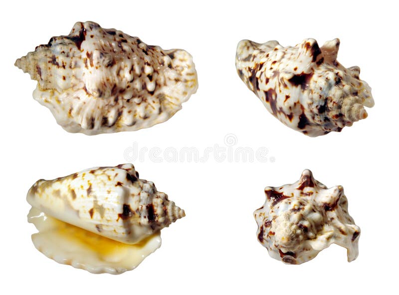 Seashell samples isolated stock image. Image of four - 20260129