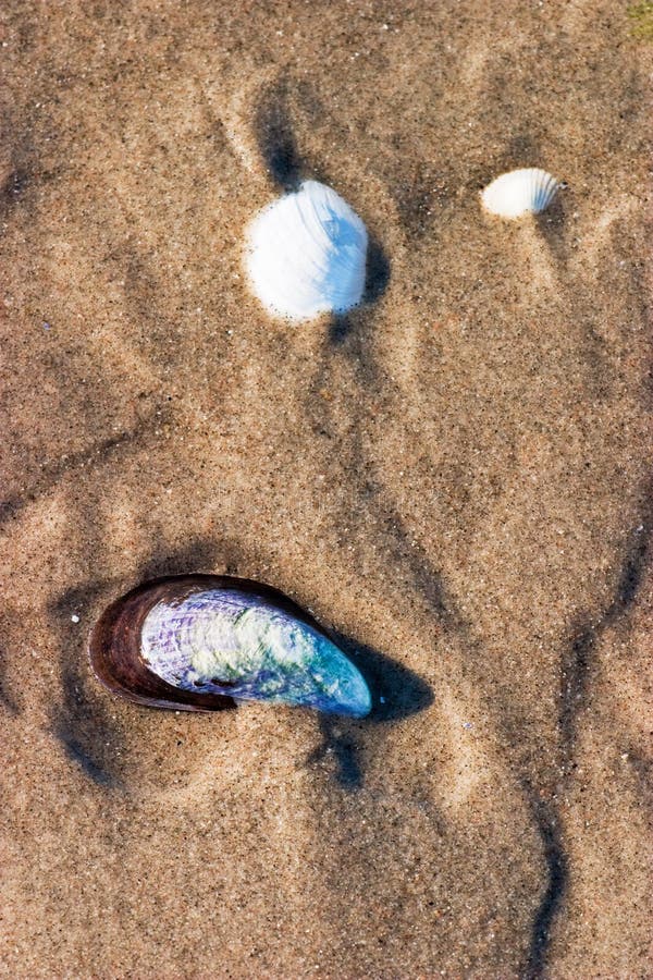 Seashell in the sand stock image. Image of beautiful - 16726327