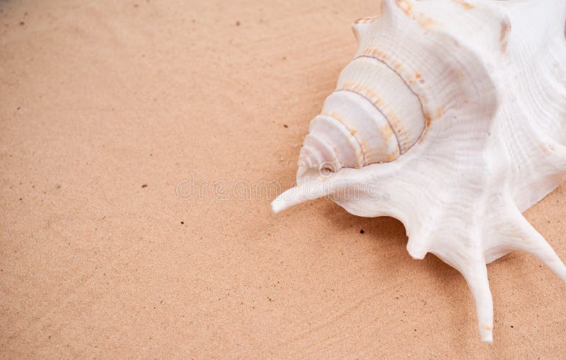 Seashell on sand stock image. Image of coastline, travel - 22955611