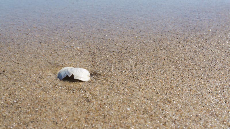 Seashell in Sand of Baltic Sea Beach Stock Photo - Image of coast, sand ...