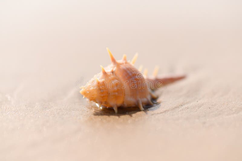 Seashell on the Sand Beach in the Back-light of Sunset. Summertime ...