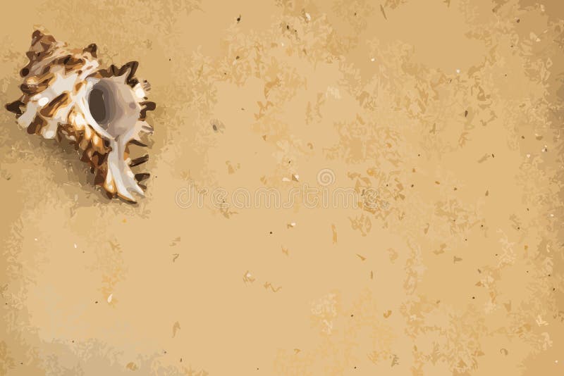 Seashell on Sand Beach Background with Copy Space Stock Image - Image ...