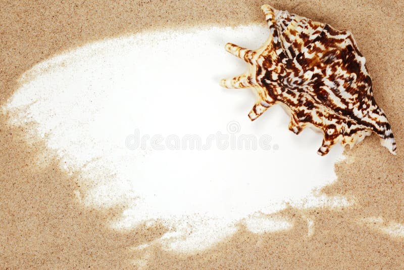 Seashell On Beach Under Palm Stock Image - Image of tidal, gulf: 5622009