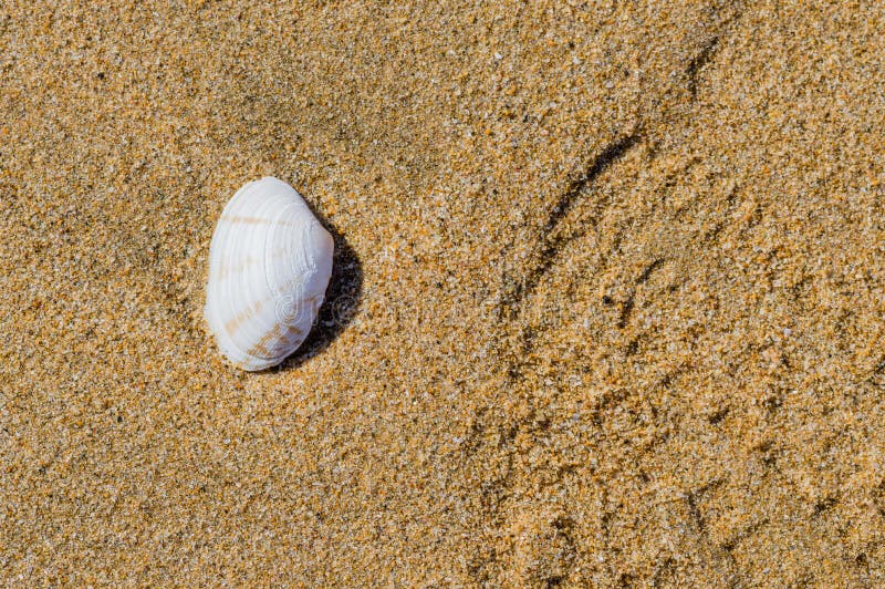 Seashell in the Sand on a Beach Stock Image - Image of outdoors, marine ...