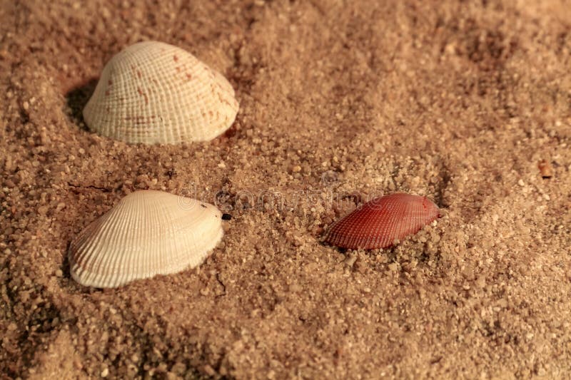 Seashell on the Sand of a Beach in Summer Closeup Stock Photo - Image ...