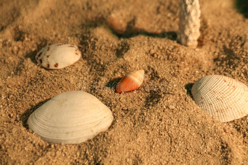 Seashell on the Sand of a Beach in Summer Closeup Stock Image - Image ...