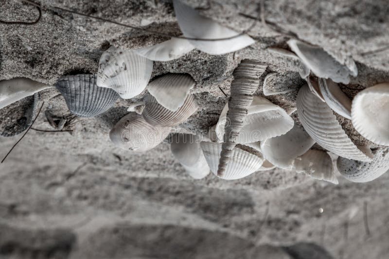 Upside Shells Stock Photos - Free & Royalty-Free Stock Photos from ...
