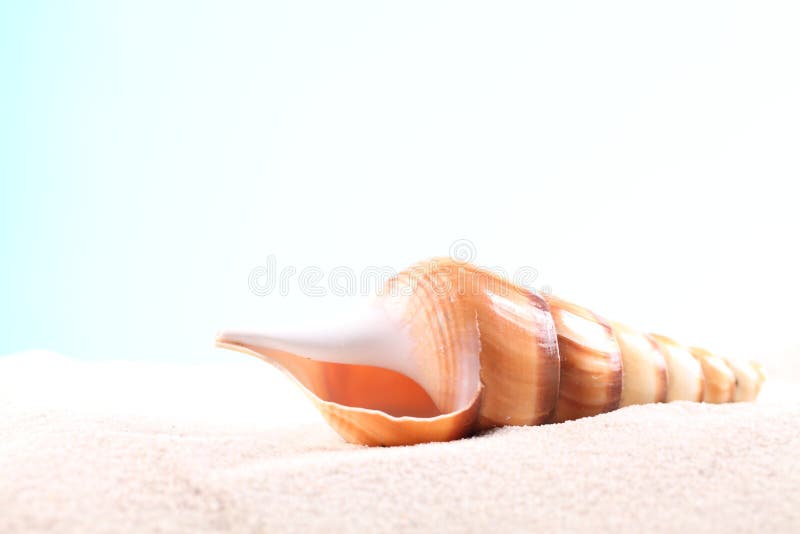 Seashell stock photo. Image of copy, space, backgrounds - 32545060