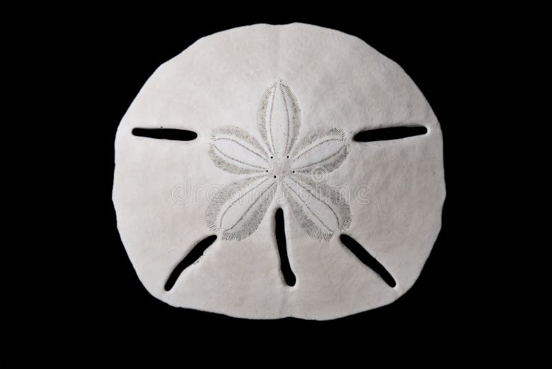 97+ Sand dollar Free Stock Photos - StockFreeImages