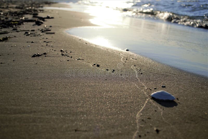 Seashell on the sand stock photo. Image of lies, sand - 106950636