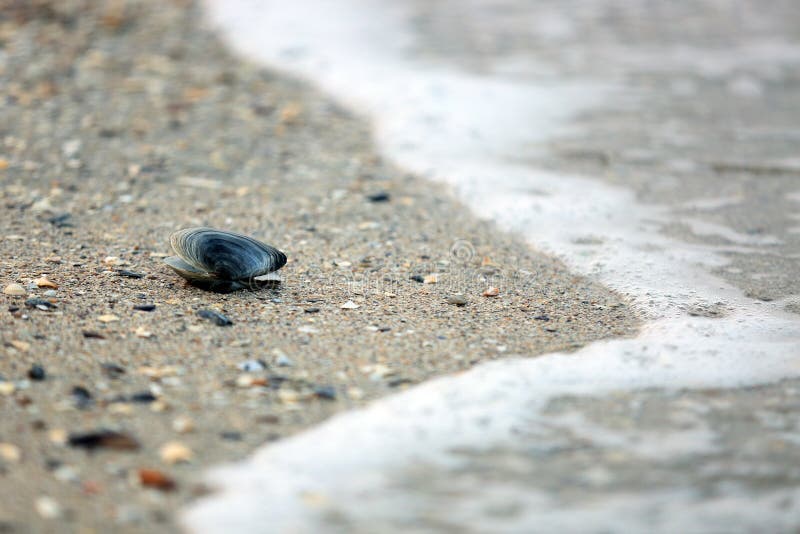 Seashell in the sand stock image. Image of shape, snails - 53795779