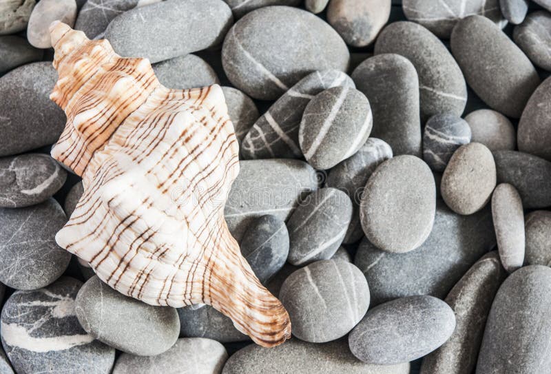 Sea Pebbles with Sea Shell. Stock Photo - Image of nature, closeup ...