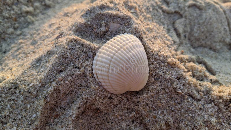 Seashell in the Sand at Sea. Stock Photo - Image of grit, seashell ...