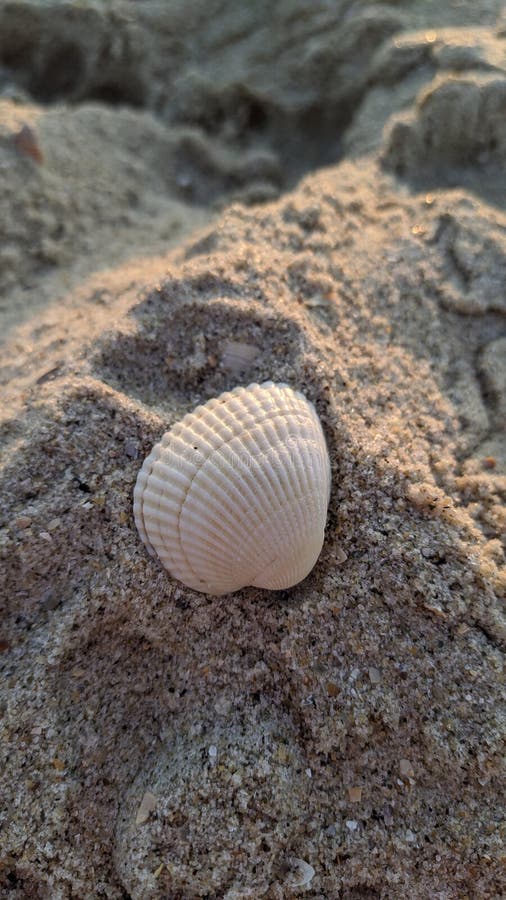 Seashell in the Sand at Sea. Stock Image - Image of white, shell: 189162209