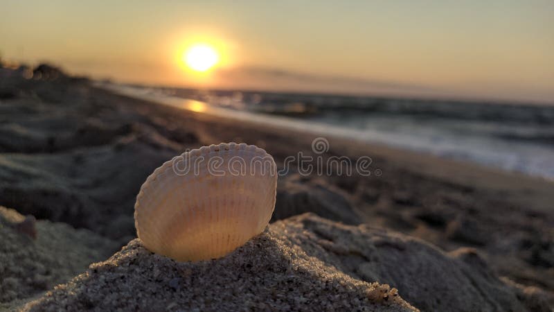 Seashell in the Sand at Sea. Stock Photo - Image of seashell, white ...