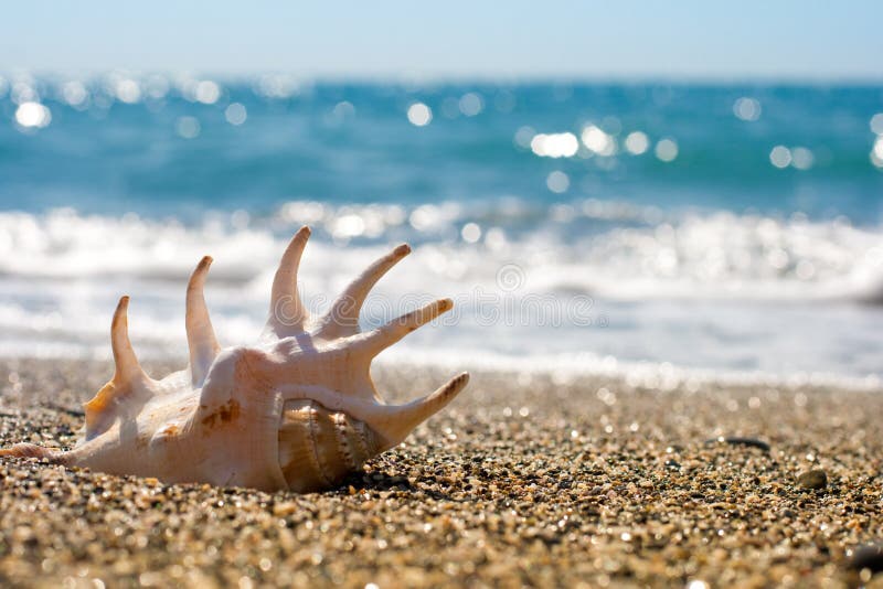 Seashell on the Sand of Seashore or Beach Stock Image - Image of ...
