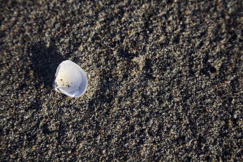 Seashell on the Sand Seen Up Close Stock Image - Image of blank ...