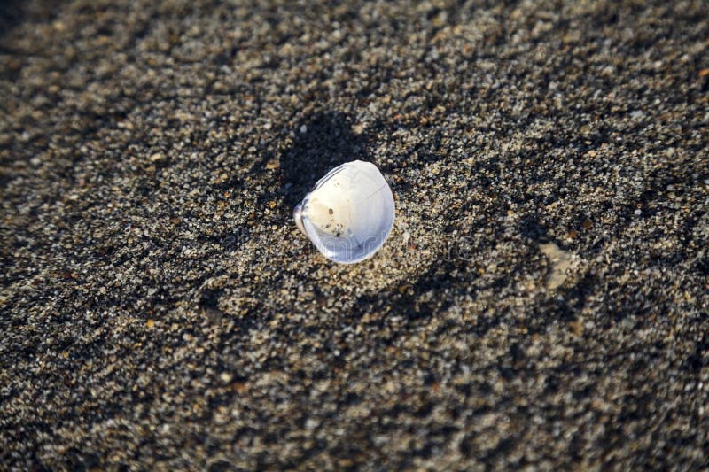 Seashell on the Sand Seen Up Close Stock Photo - Image of lonely ...