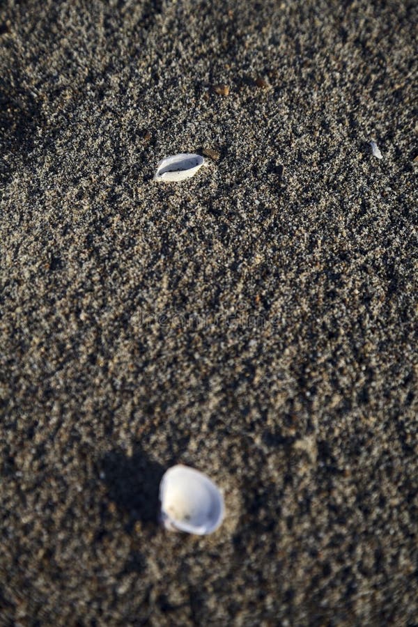 Seashell on the Sand Seen Up Close Stock Photo - Image of conch, ease ...