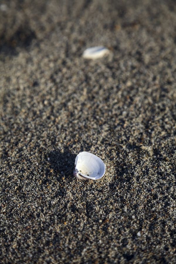 Seashell on the Sand Seen Up Close Stock Image - Image of greeting ...