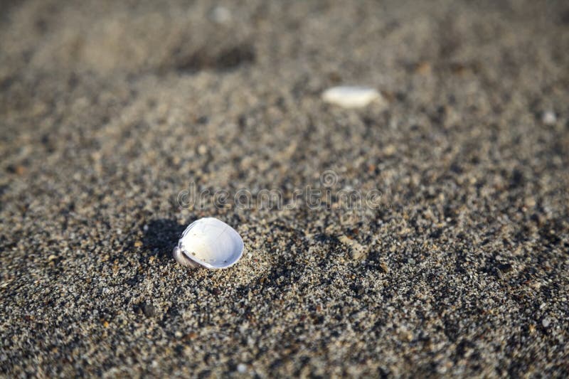 Seashell on the Sand Seen Up Close Stock Photo - Image of dune, conch ...