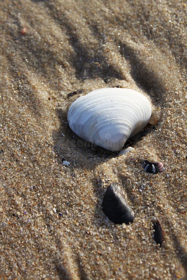 Seashell on the sand stock photo. Image of nature, calmness - 81286018
