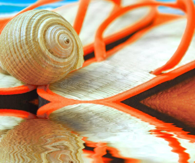 Seashell on Beach Under Palm Stock Image - Image of tidal, gulf: 5622009