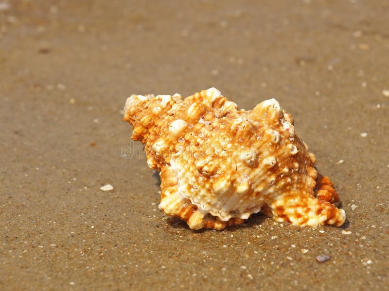 Seashell on sandy beach. stock image. Image of shell - 25067567