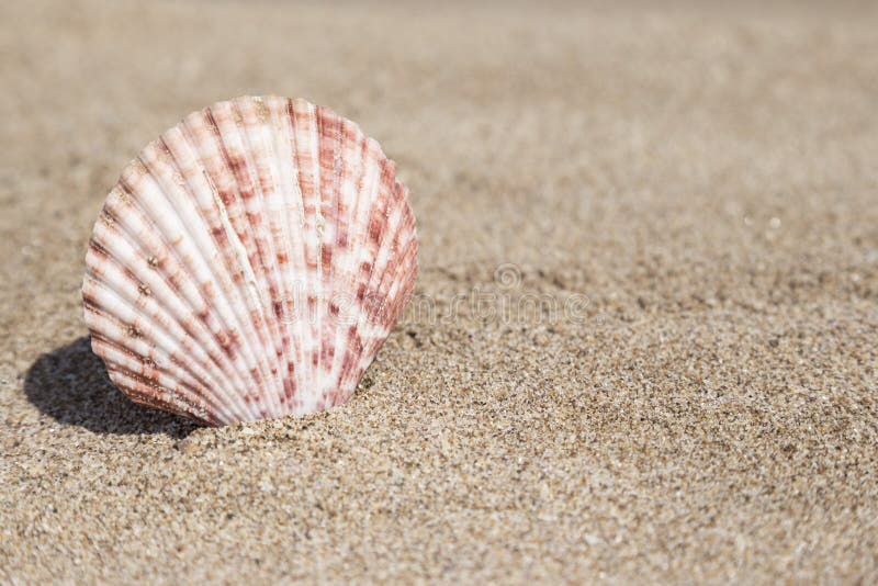 Seashell on sandy beach stock photo. Image of coastline - 70852736