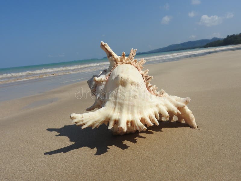 Seashell on the Sandy Beach Stock Photo - Image of macro, beach: 107491034