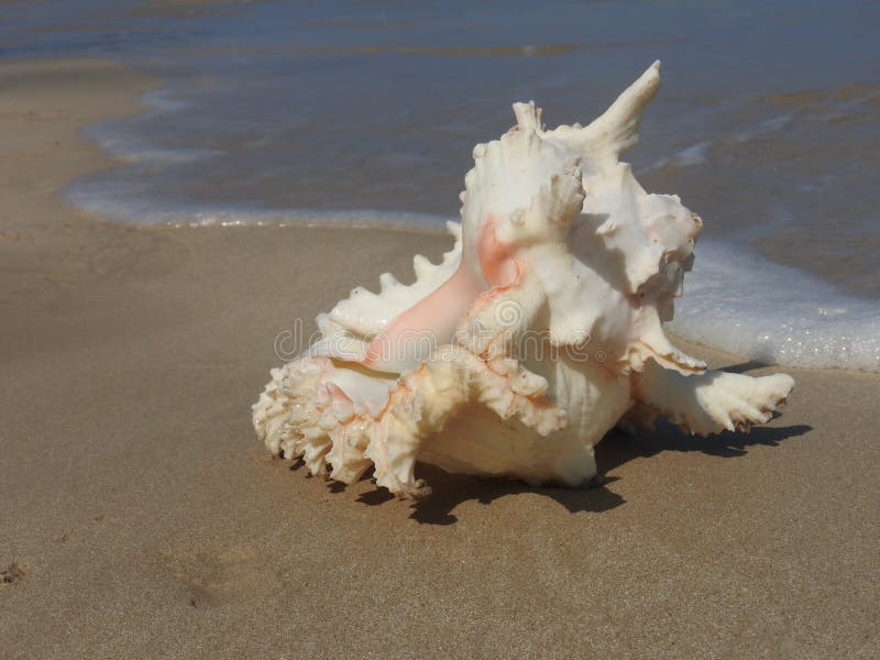 Seashell on the Sandy Beach Stock Photo - Image of bathing, seashell ...