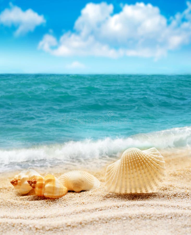 Seashell on sandy beach stock image. Image of conch, calm - 65098493