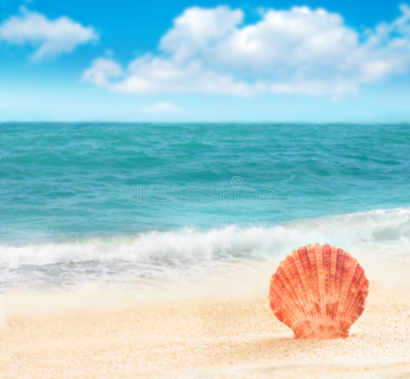 Seashell on sandy beach stock image. Image of lagoon - 65100237