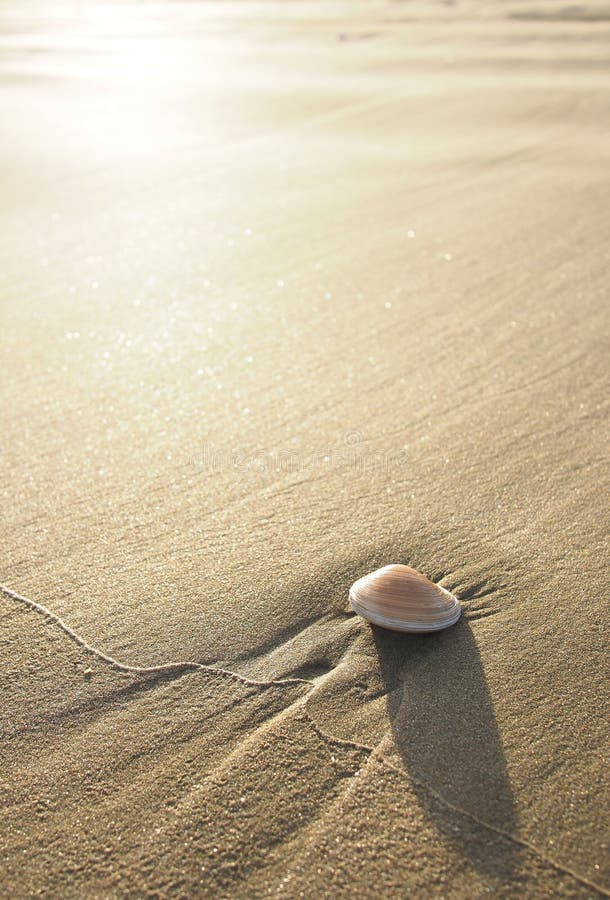 Seashell on Sandy Sea Beach. Shells Conch on Sand, Holiday Vacation ...