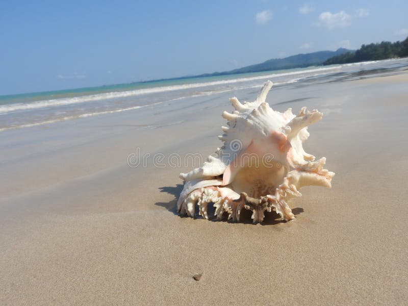 Seashell on the Sandy Beach Stock Image - Image of nseashell, crab ...